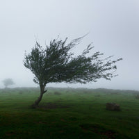 High Winds Safety: Tips for Strong & Severe Wind Storms - Mountain House